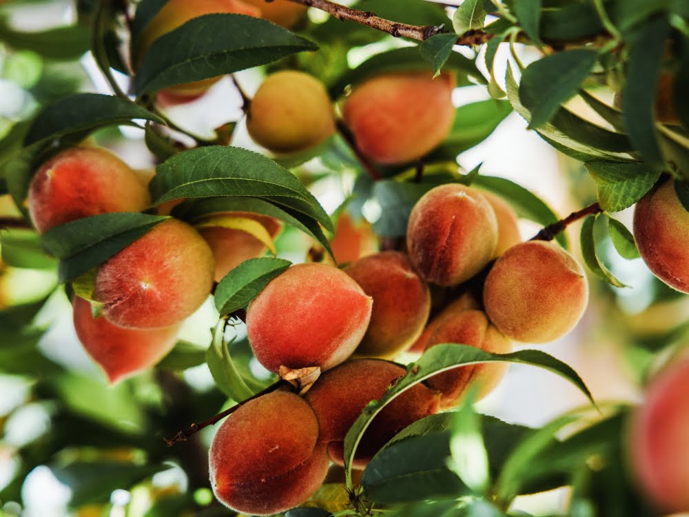 Cultivo de Pêssegos: do plantio à colheita