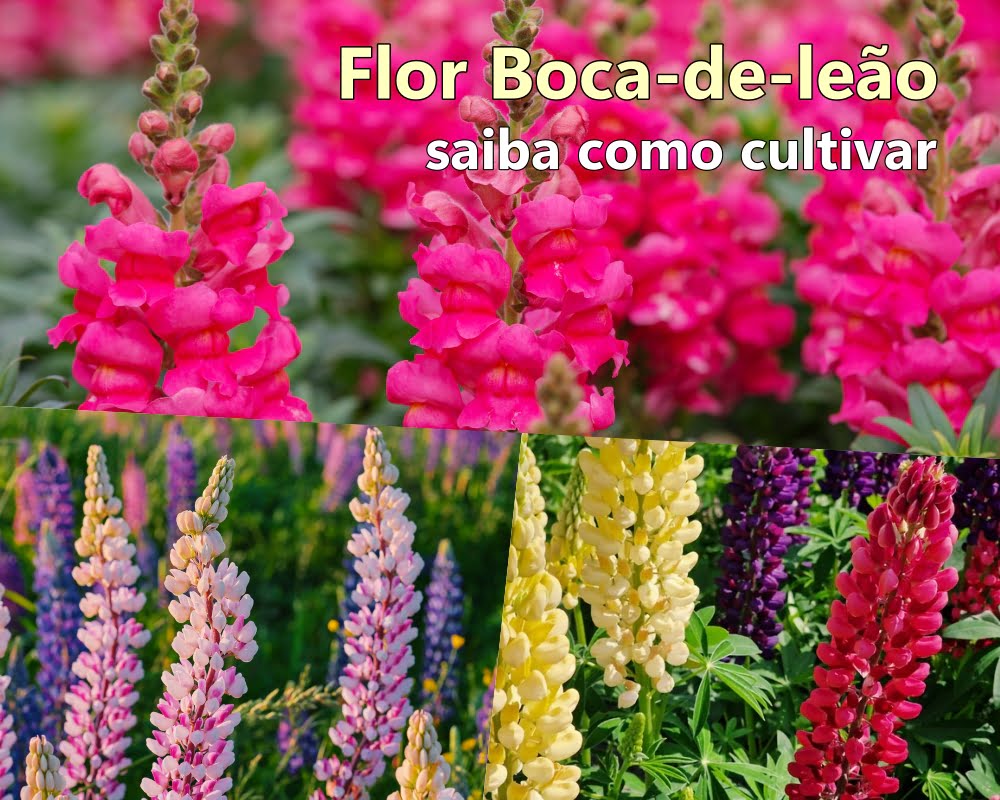 Flor Boca-de-leão: como cultivar passo a passo