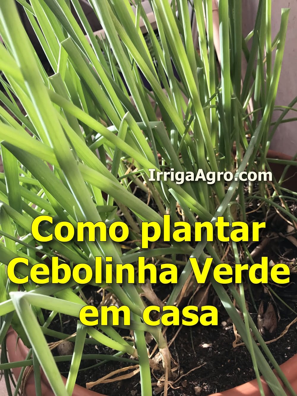 Como plantar Cebolinha Verde em casa
