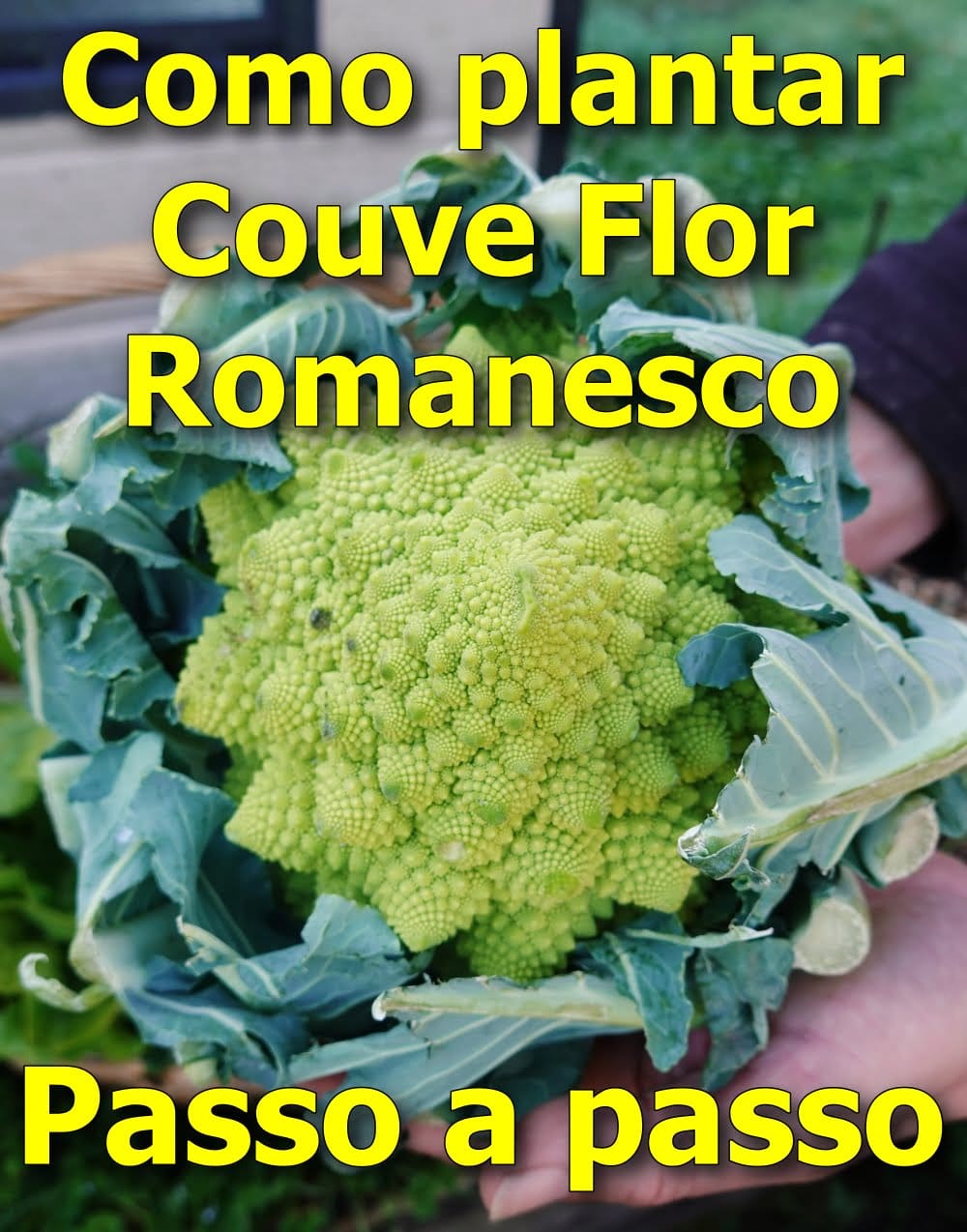 Como plantar Couve Flor Romanesco passo a passo