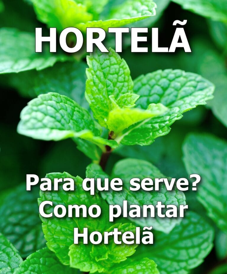 HORTELÃ: para que serve? Como plantar Hortelã
