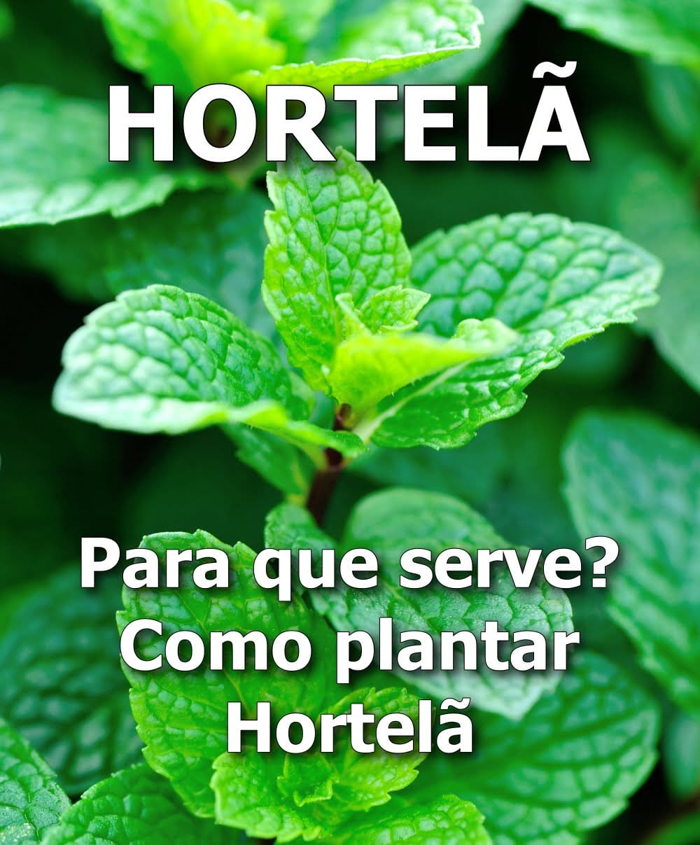 Como Plantar Hortelã: guia básico e informações