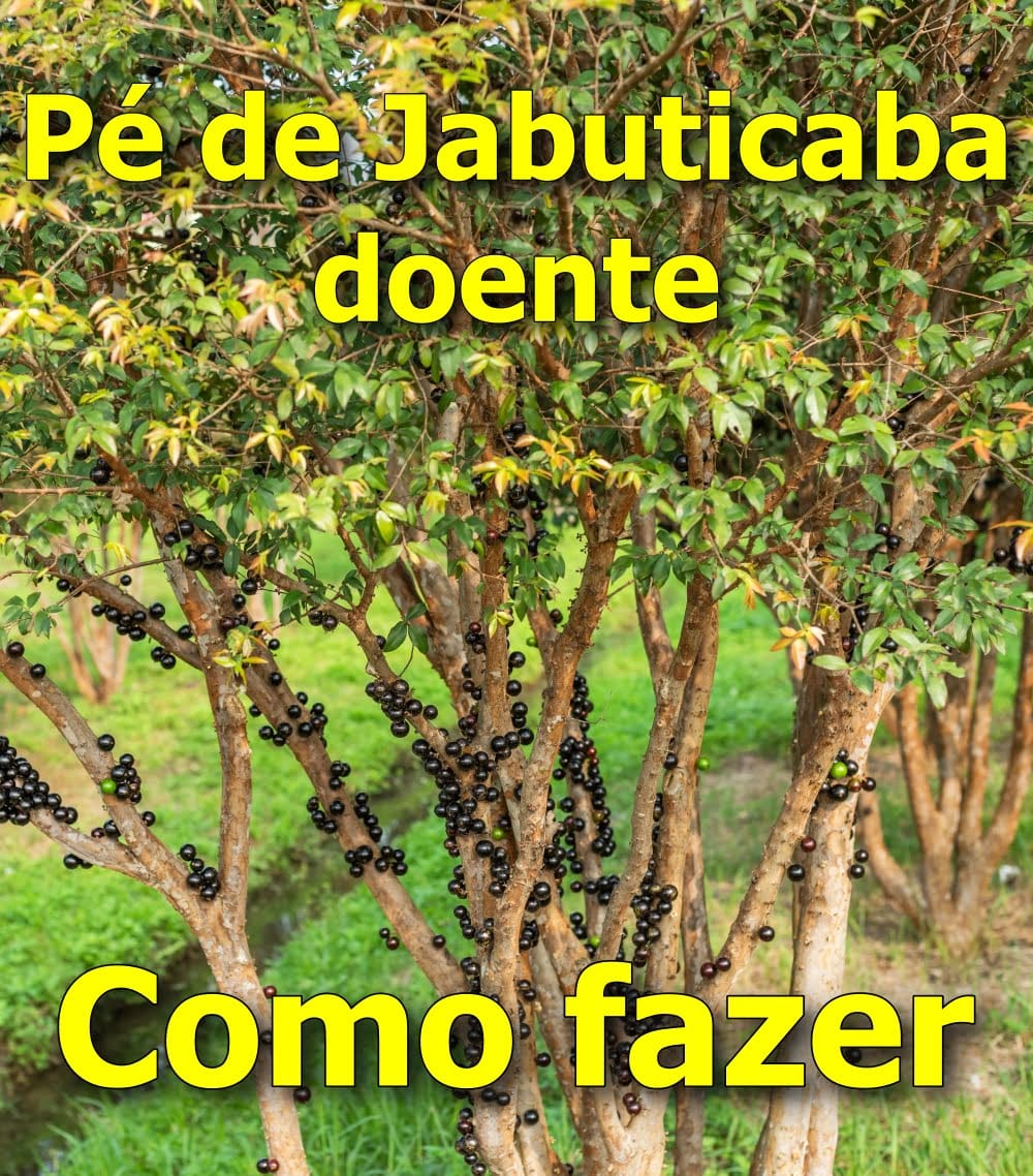 Jabuticabeira doente e como fazer