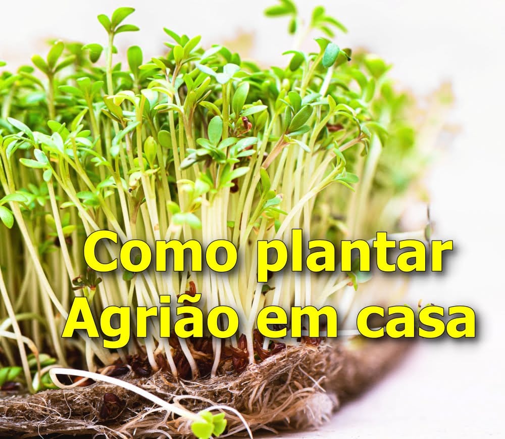 Como plantar Agrião: guia completo para cultivar em casa
