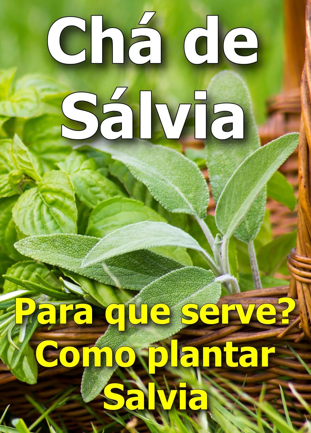 SÁLVIA: para que serve? como plantar Sálvia