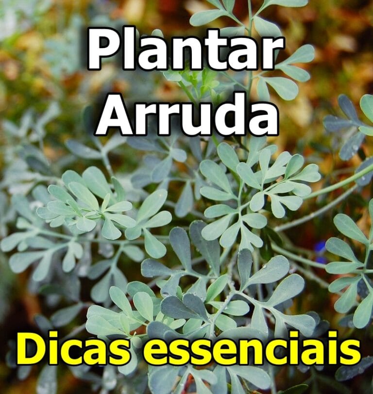 Como plantar arruda: cultive essa planta poderosa