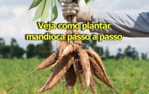Como Plantar Mandioca: guia completo