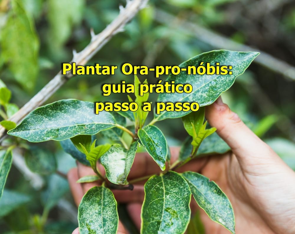 Como plantar Ora Pro Nóbis: guia prático passo a passo