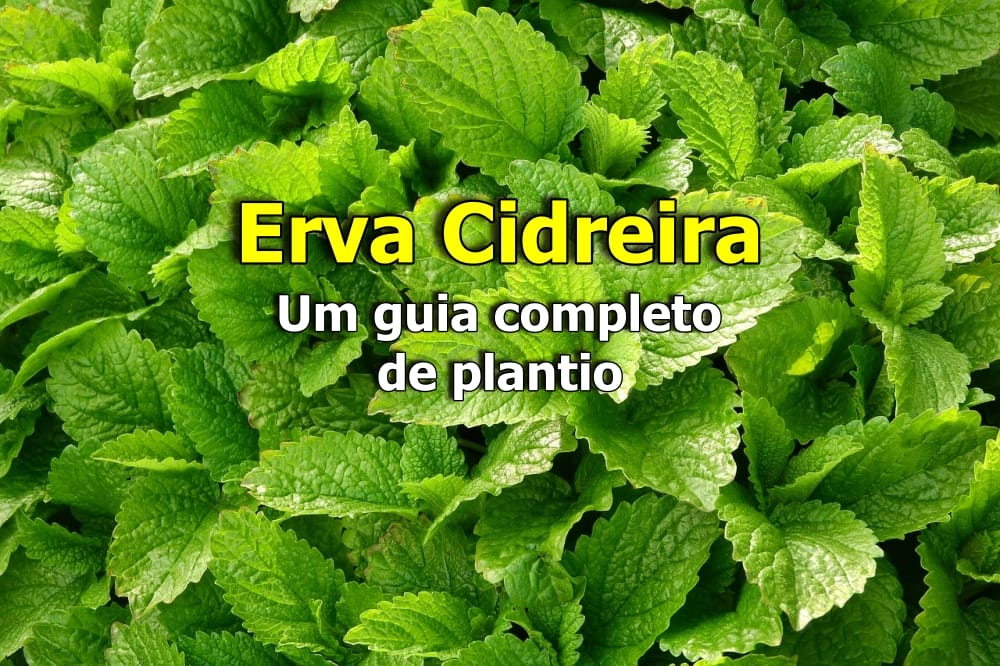 Como Plantar Erva Cidreira em casa: guia prático