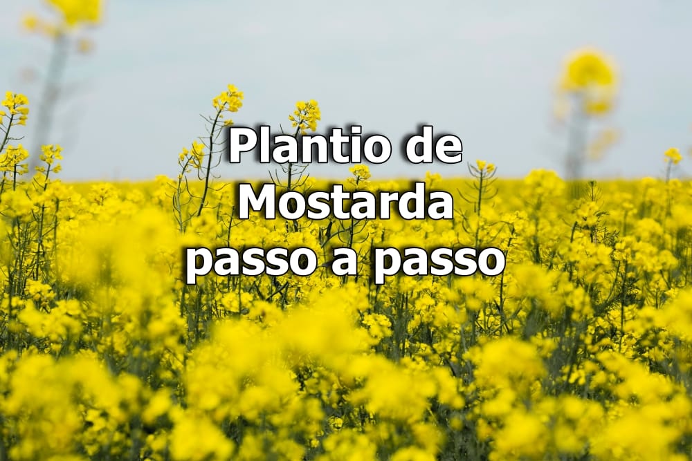 Como Plantar Mostarda em casa: guia completo
