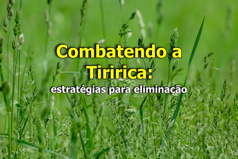 Como Controlar a Tiririca: dicas e soluções eficazes