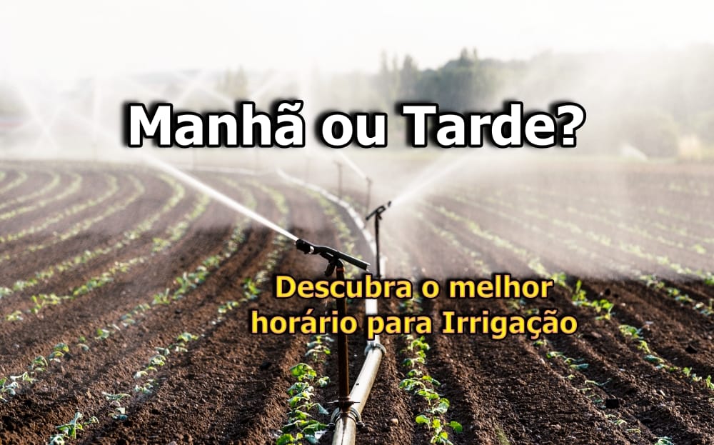 Qual o melhor horário para Irrigar as Plantas?