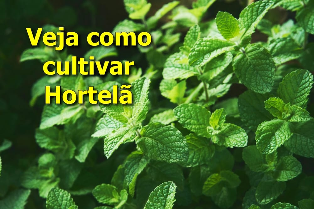 Como cultivar Hortelã em casa sem errar: guia completo