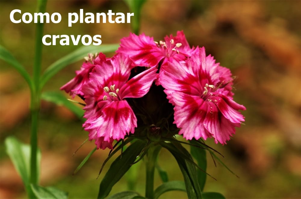 Como plantar Cravos: vaso ou canteiro e como florescer