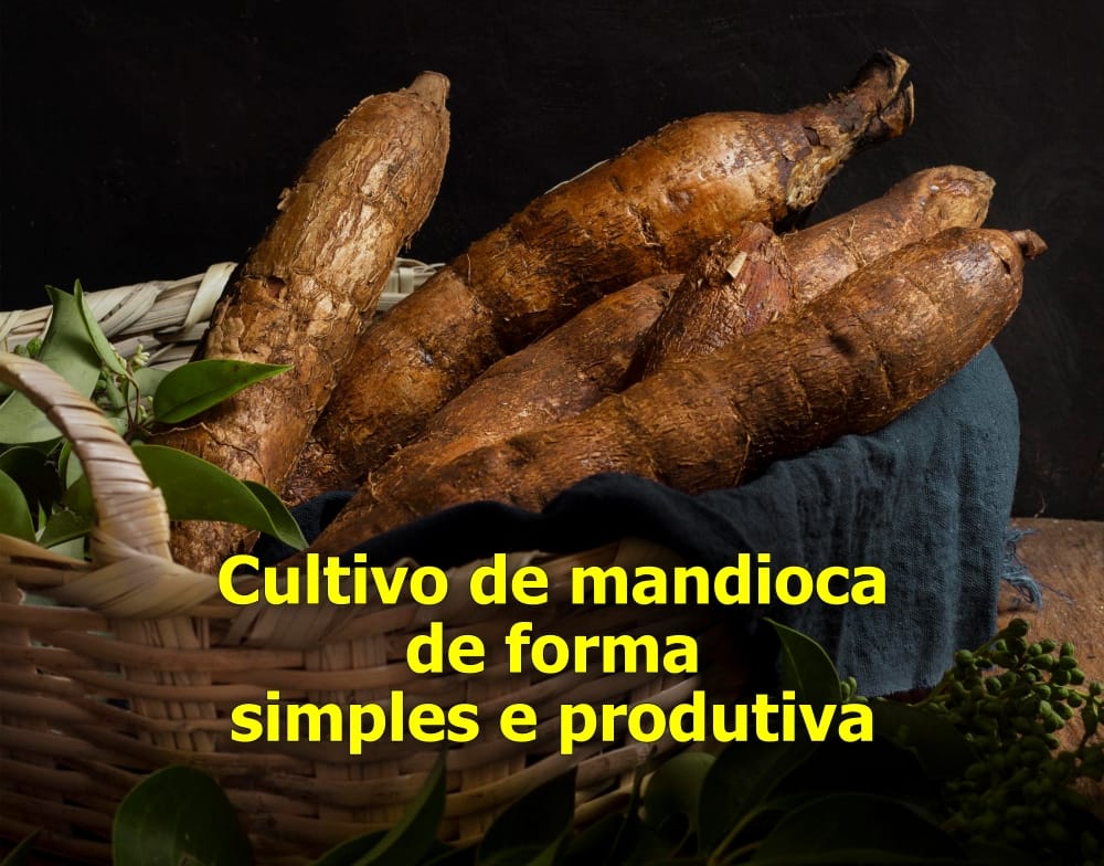 Cultivo de mandioca: simples, produtivo e versátil