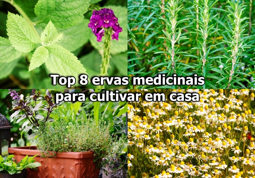 Ervas medicinais para cultivar em casa: 8 melhores plantas