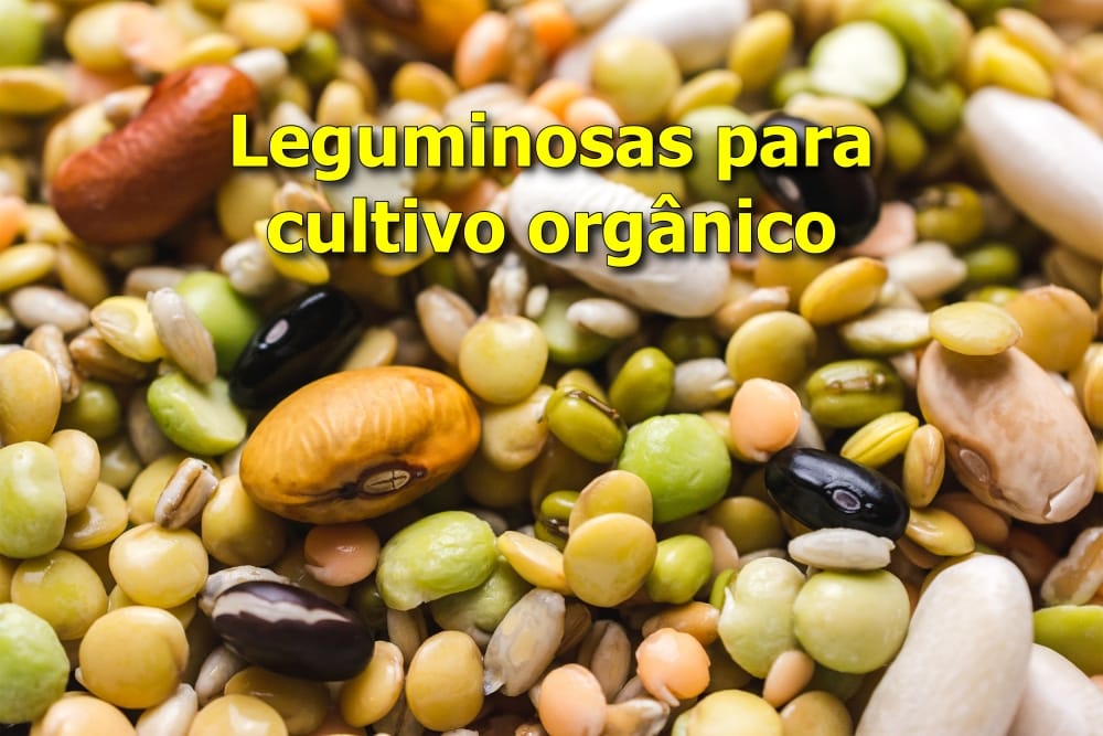 As melhores leguminosas para cultivo orgânico