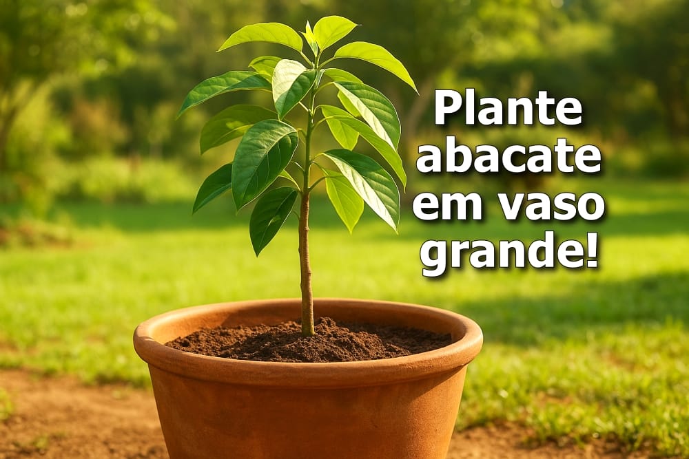 Como plantar abacate em vaso grande e colher frutos no quintal