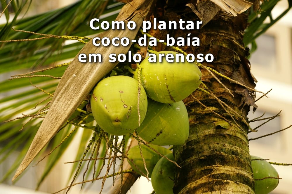 Como plantar Coco-da-Baía em solo arenoso e ter boa produção