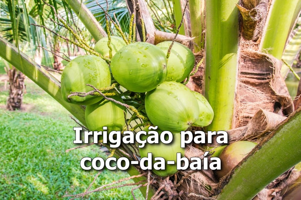 Irrigação do coqueiro: como cuidar do Coco-da-Baía no clima seco