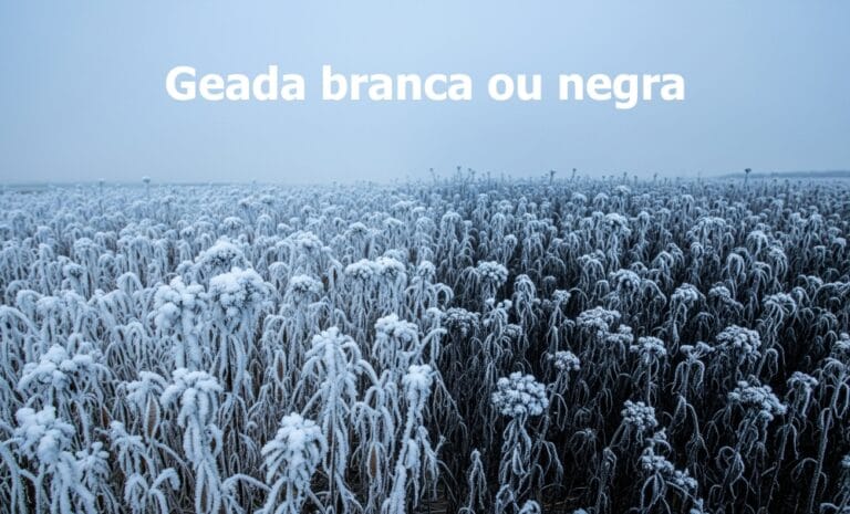Geada branca ou negra? entenda as diferenças